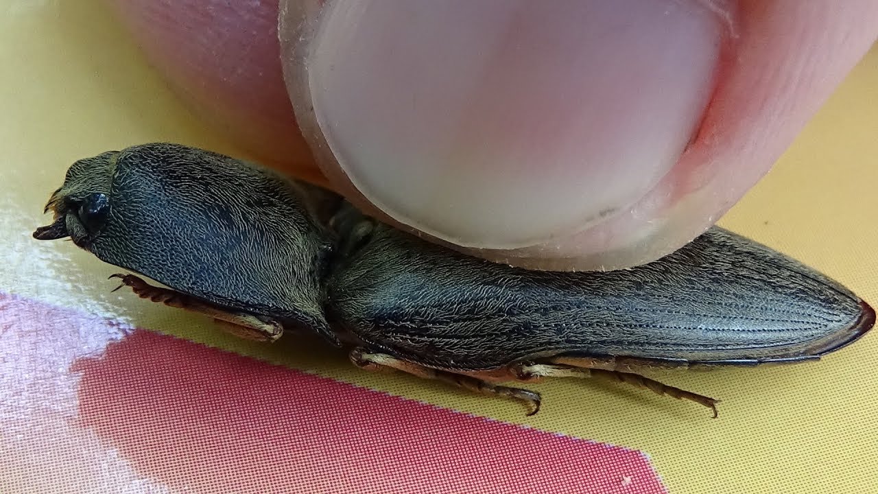 Bổ củi 6k/1 con | San Pham